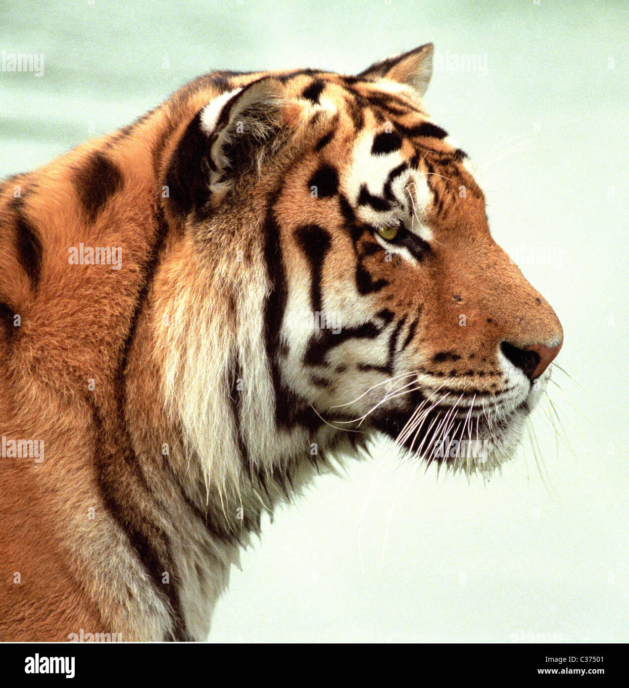 The Siberian tiger (Panthera tigris altaica), also known as the Amur ...