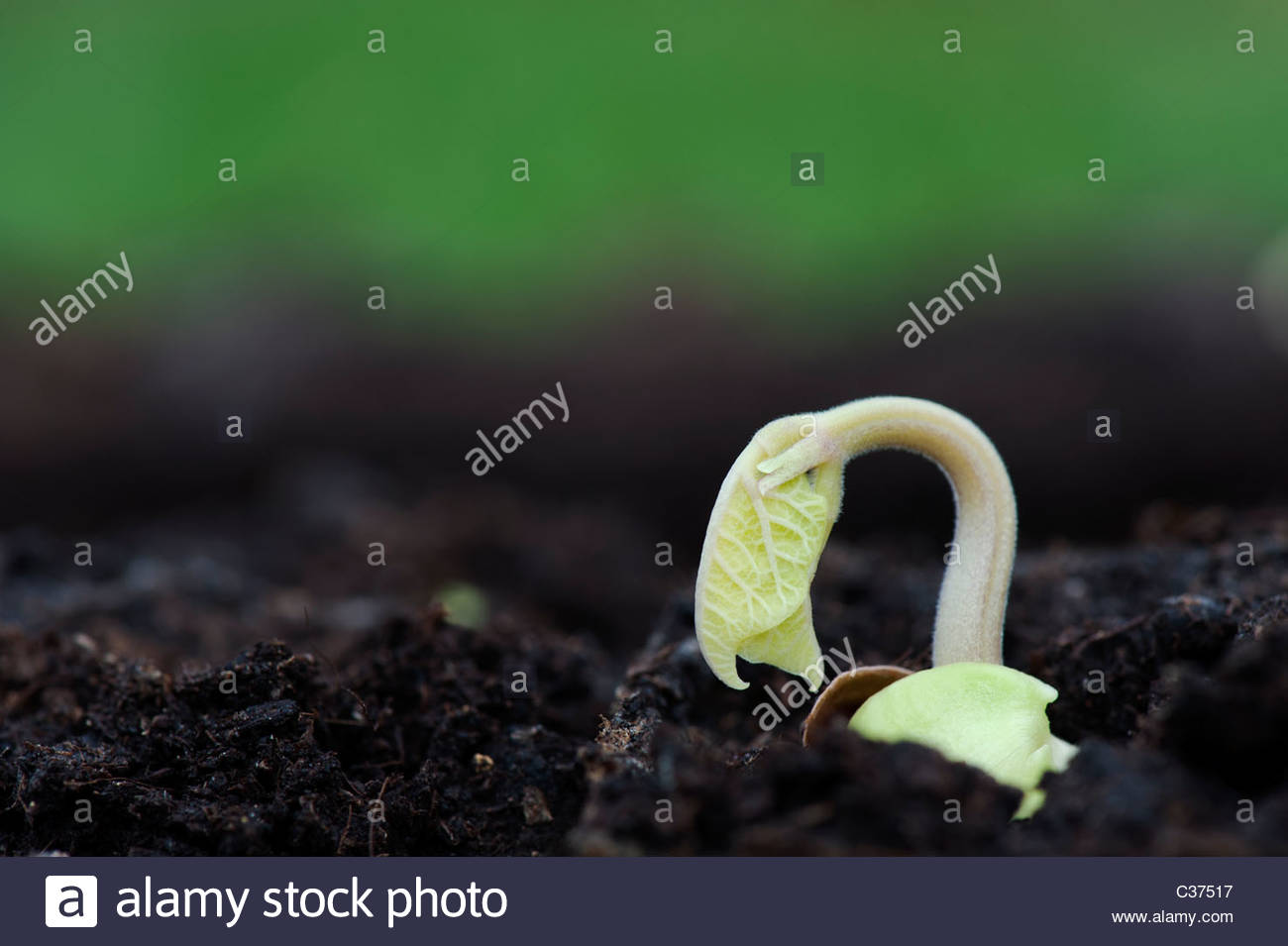 Bean Shoots Stock Photos & Bean Shoots Stock Images - Alamy