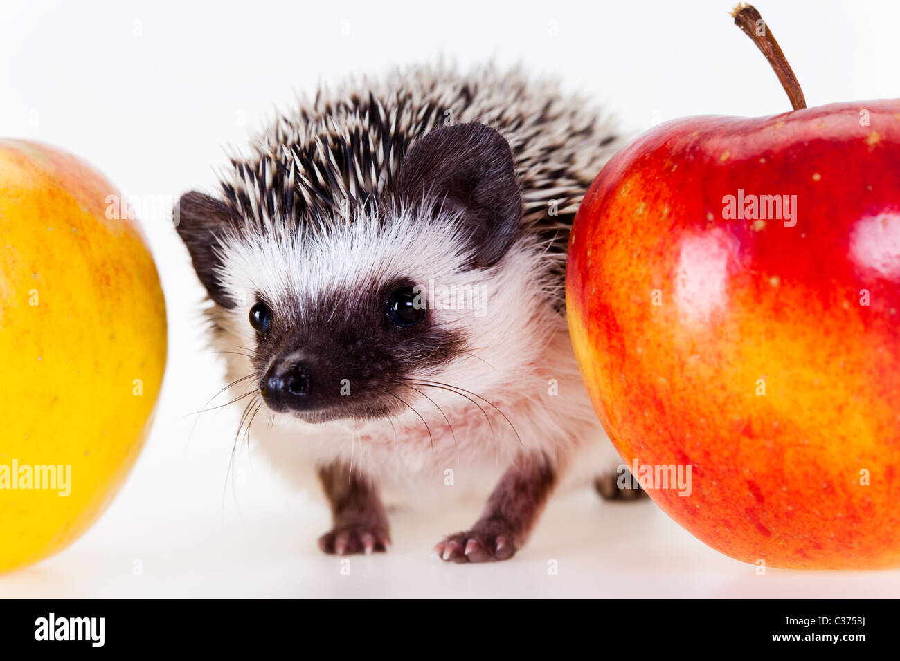 Hairy hedgehog hi-res stock photography and images - Alamy