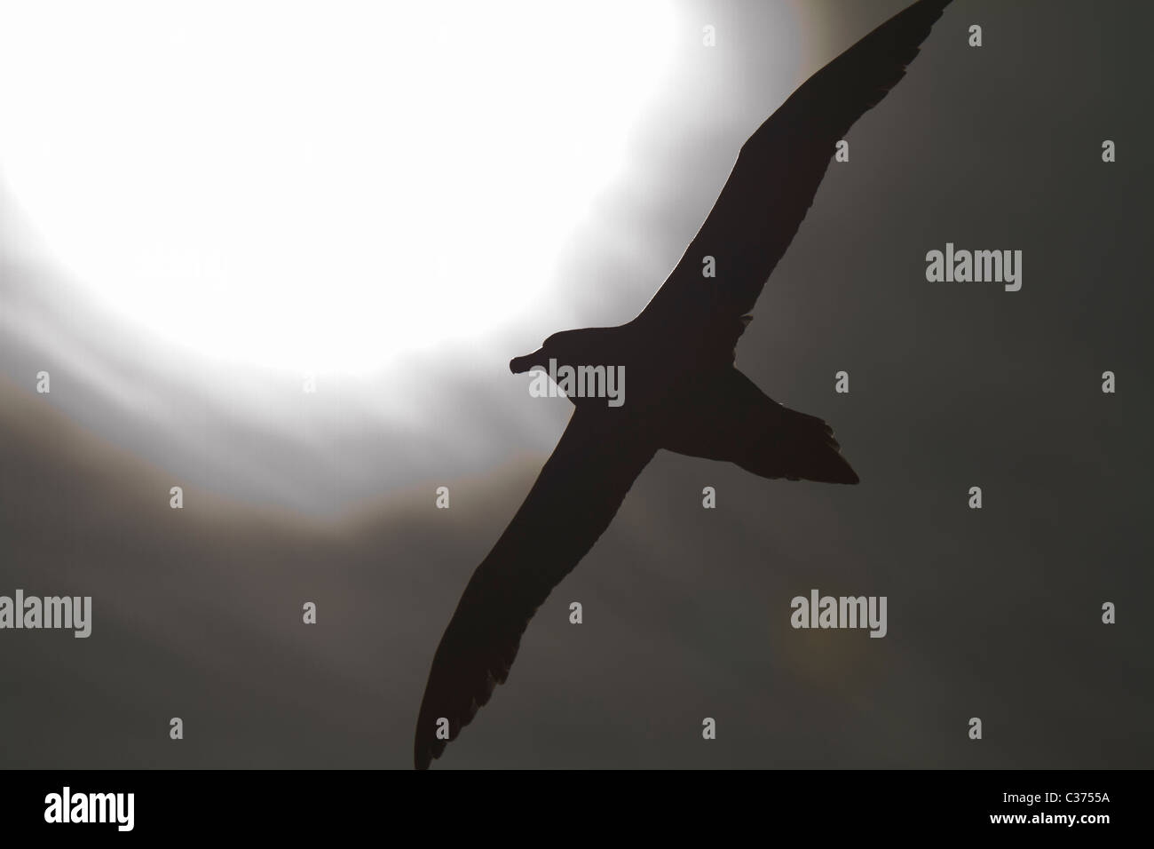 Sooty albatross sun hi-res stock photography and images - Alamy