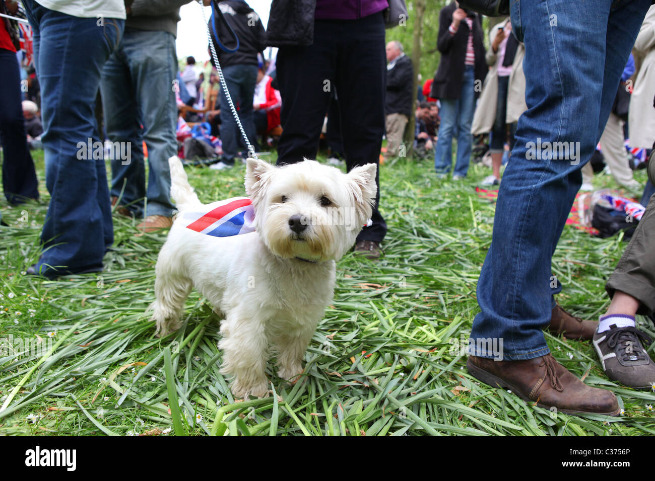 Prince william dog hi-res stock photography and images - Alamy