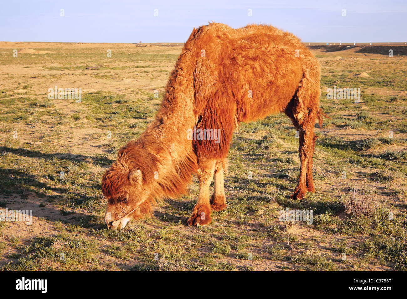 The camel eats grass steppe. Month end of April, evening Stock Photo ...