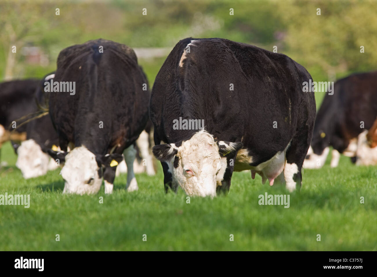 Beef suckler cows hi-res stock photography and images - Alamy