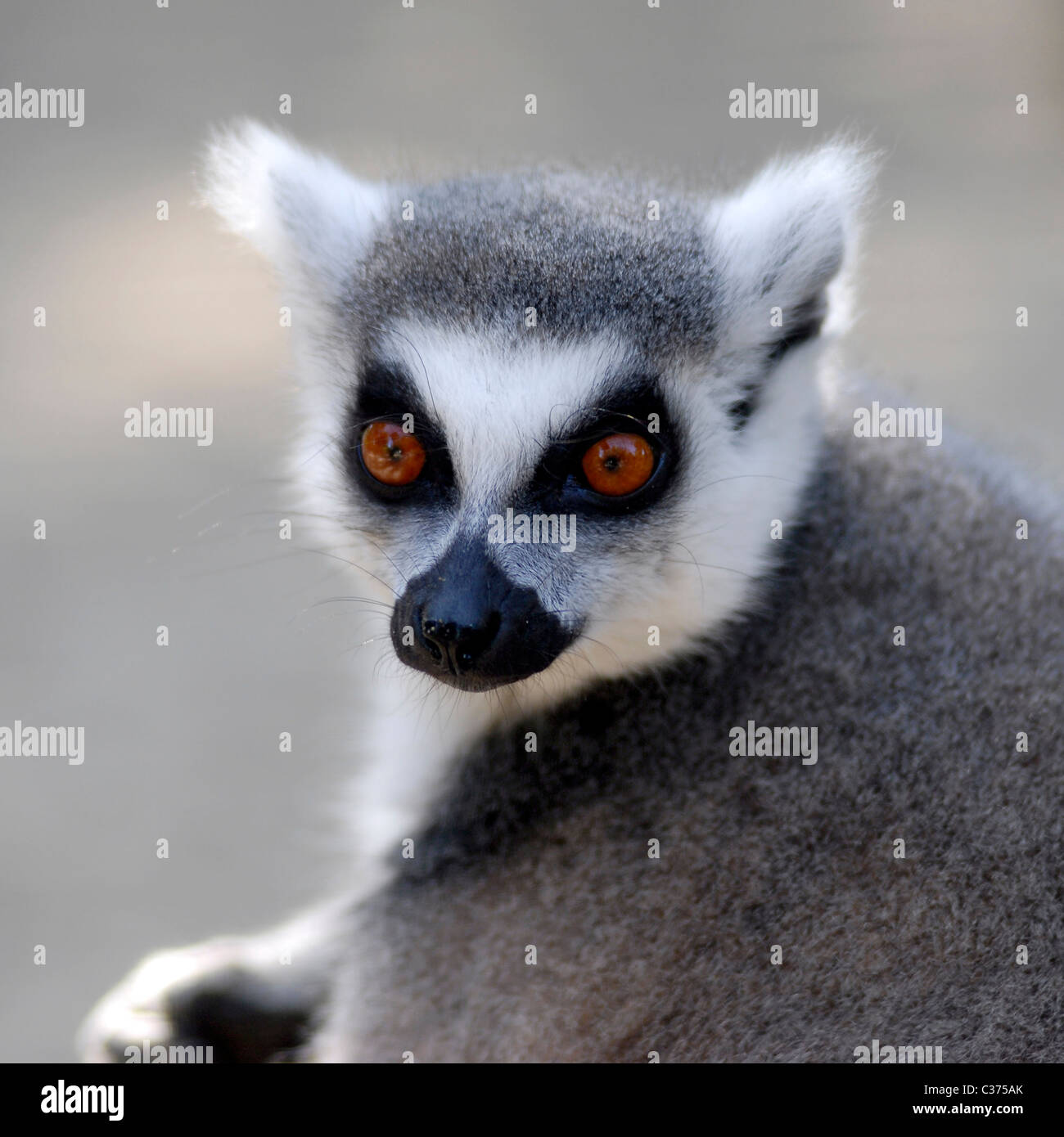 Maki catta lemur catta hi-res stock photography and images - Alamy