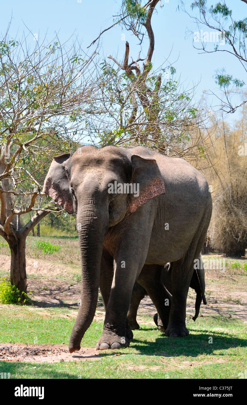 Bandipur wildlife sanctuary hi-res stock photography and images - Alamy