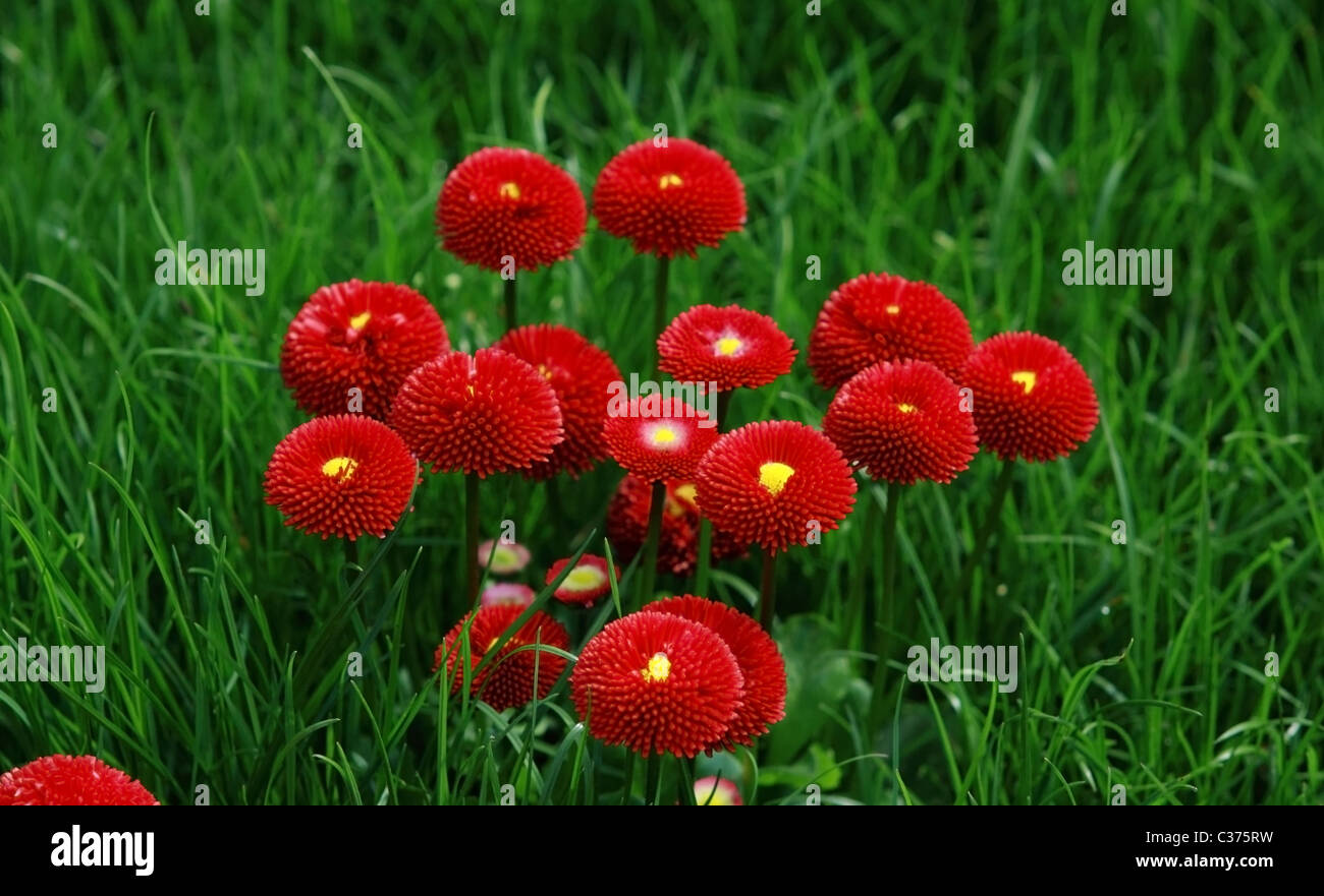 bright red flowers in juicy green grass Stock Photo - Alamy