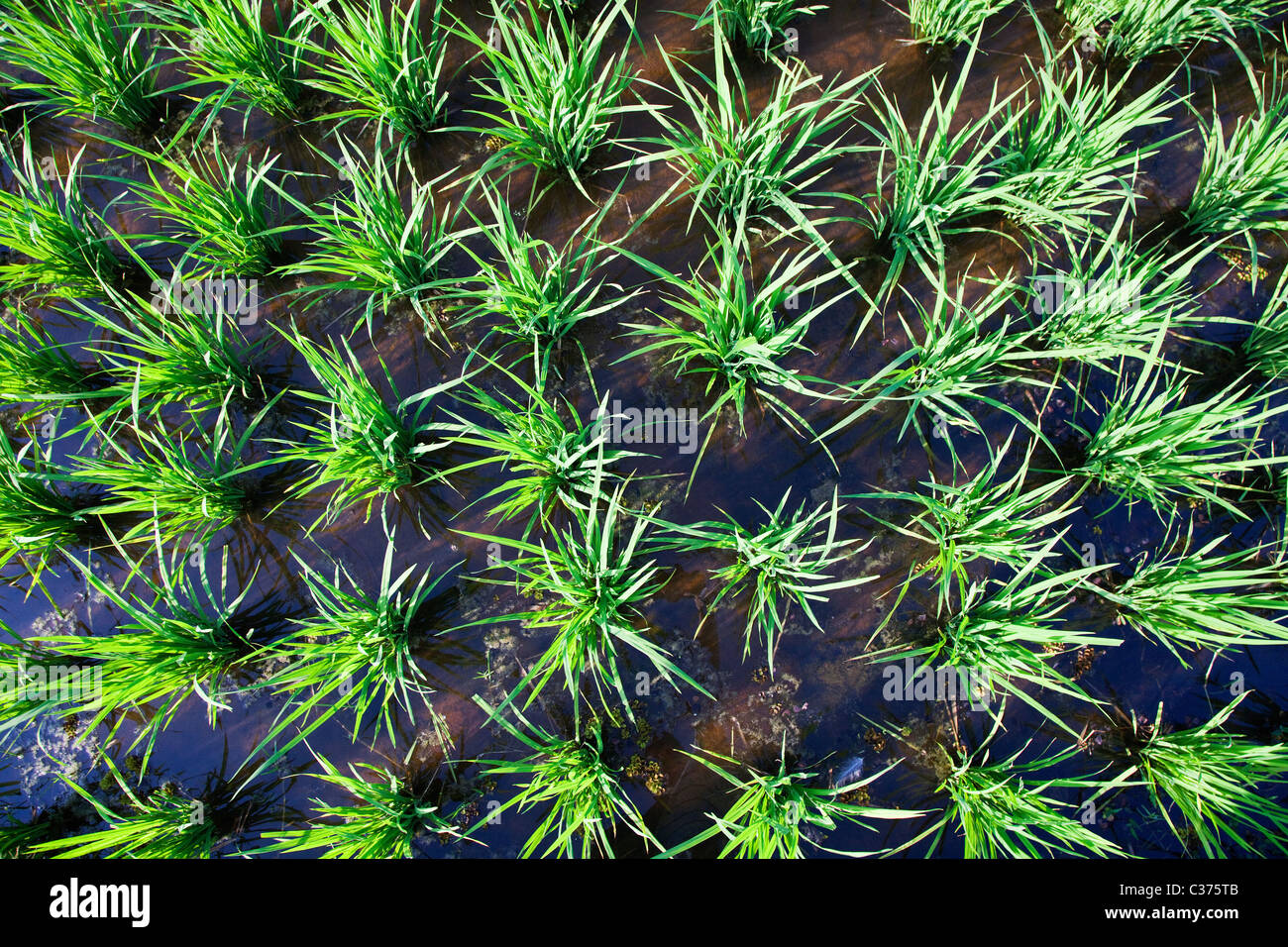 Paddy field pattern hi-res stock photography and images - Alamy