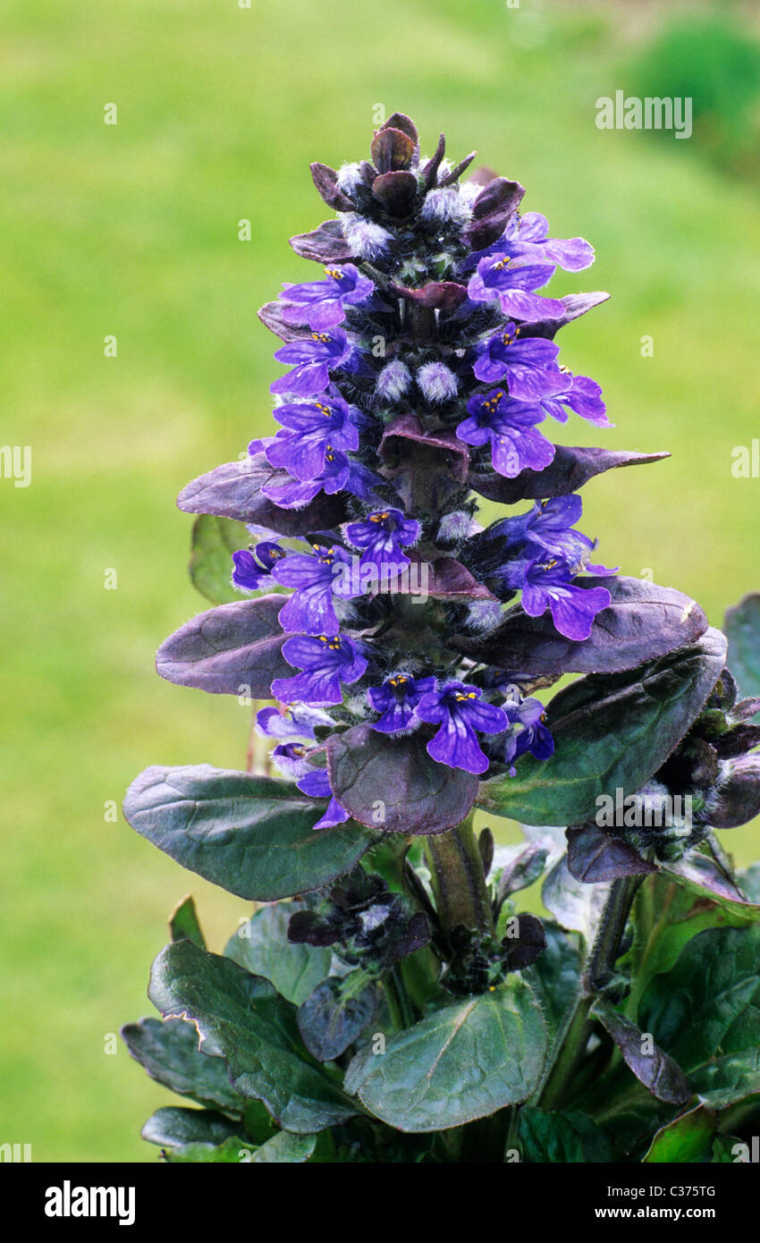 Ajuga 'Catlin's Giant' blue flower flowers ajugas Stock Photo - Alamy