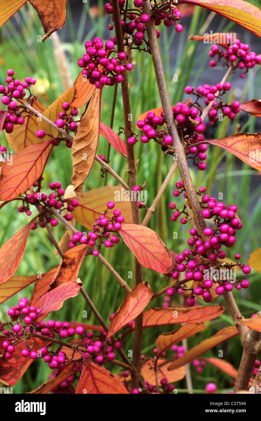 Callicarpa bodinieri giraldii 'Profusion' violet berry berries fruit ...