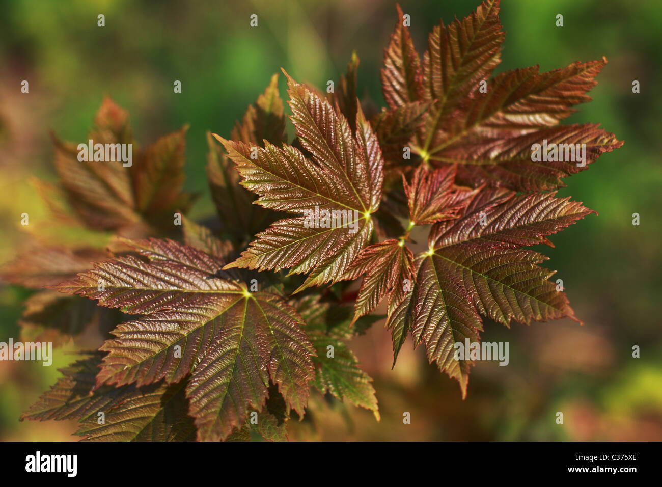 young growing maple tree in the forest Stock Photo - Alamy