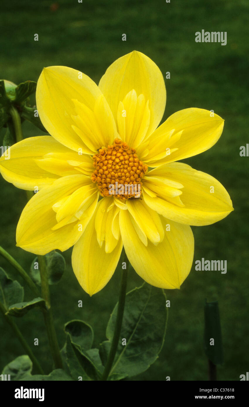 Clare de lune dahlia hi-res stock photography and images - Alamy