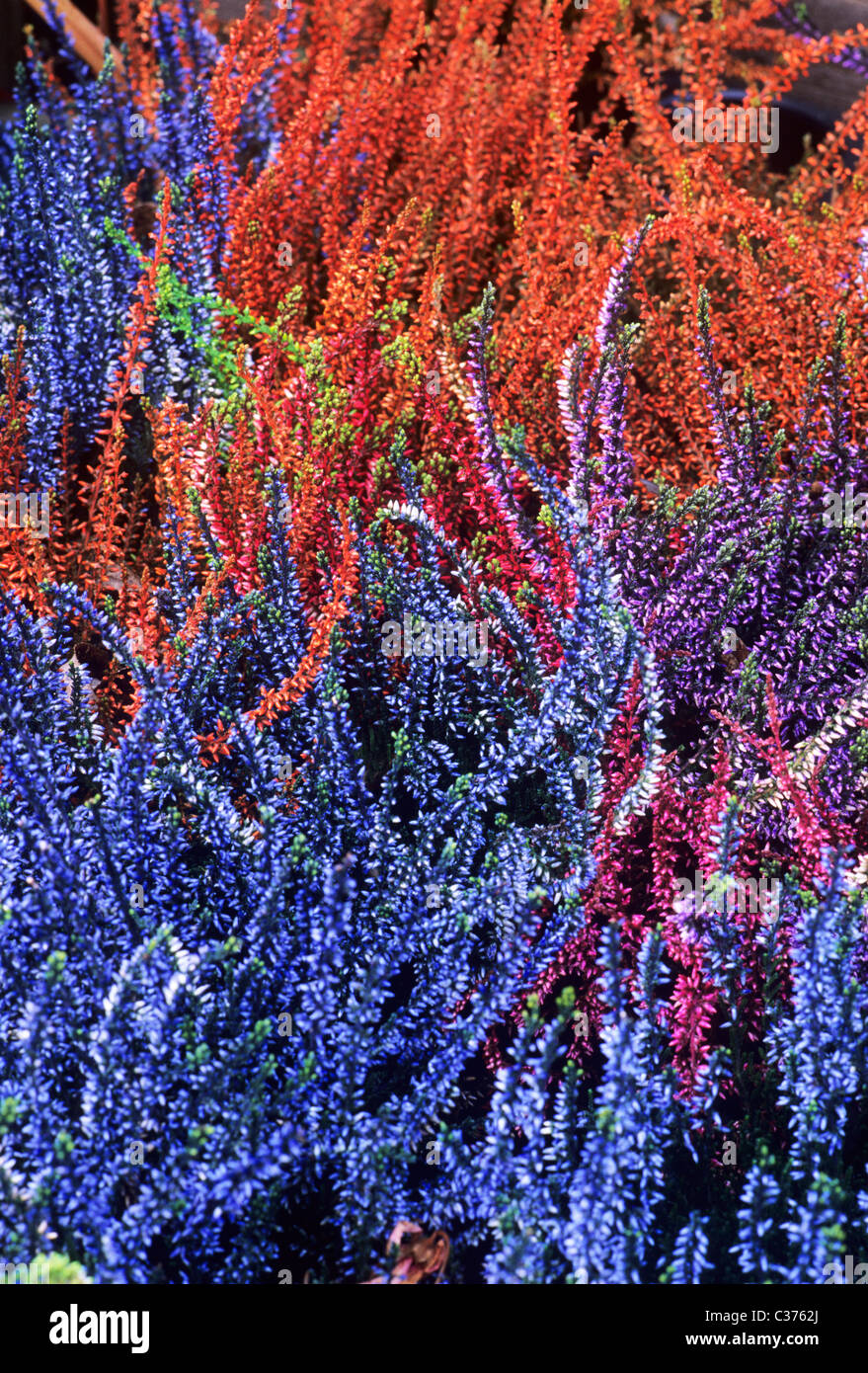 Heathers. Autumn, Winter Flowering calluna flower flowers garden plant ...