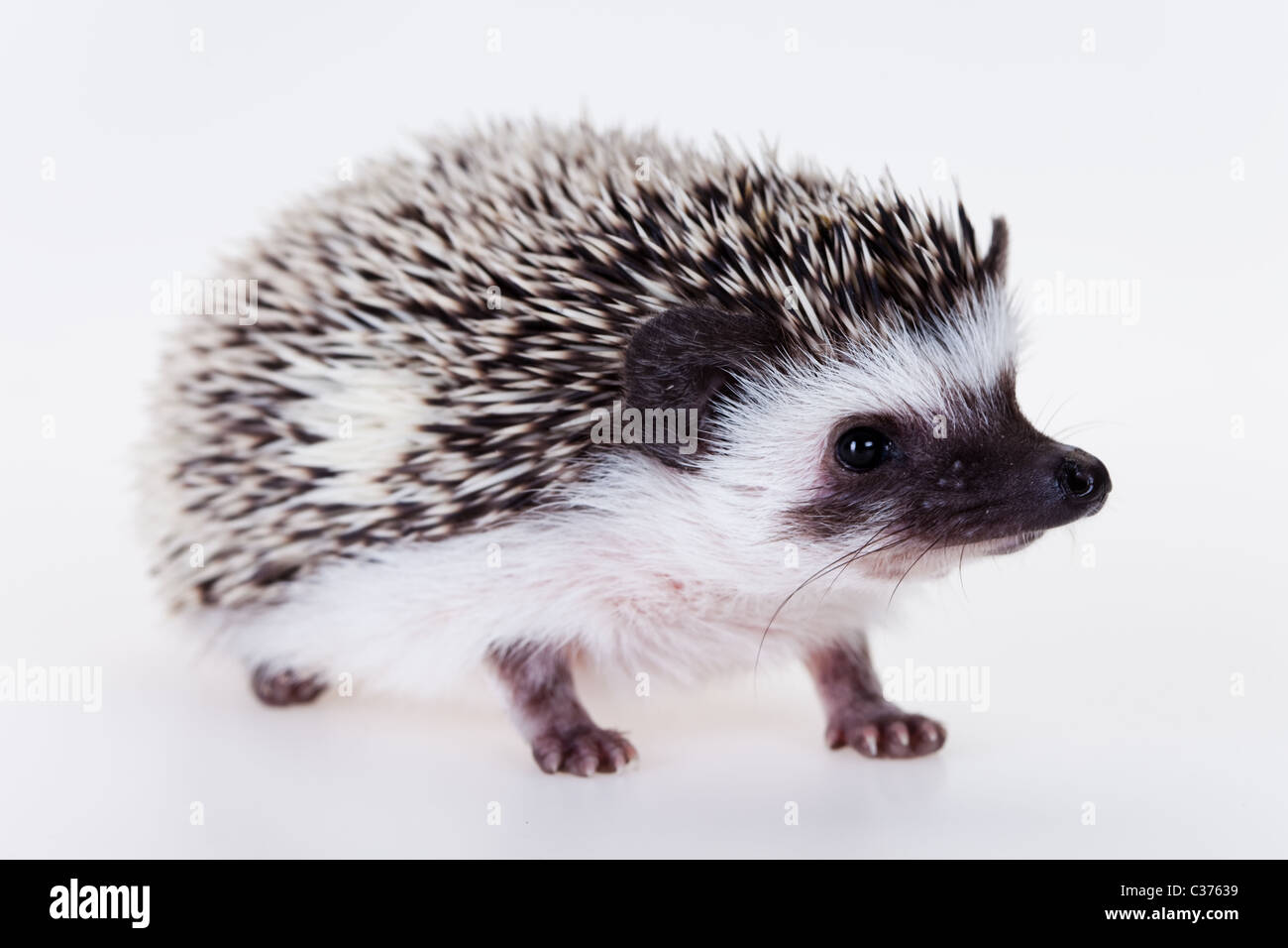 Cute hedgehog hi-res stock photography and images - Alamy