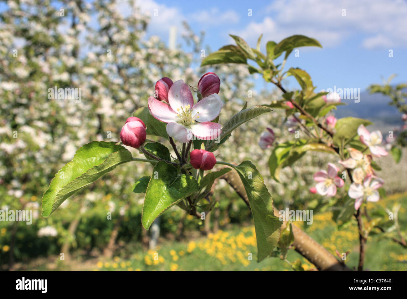 Flowering apple tree Stock Photo - Alamy