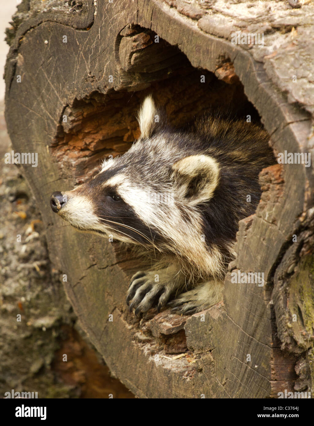 Raccoon at home Stock Photo - Alamy