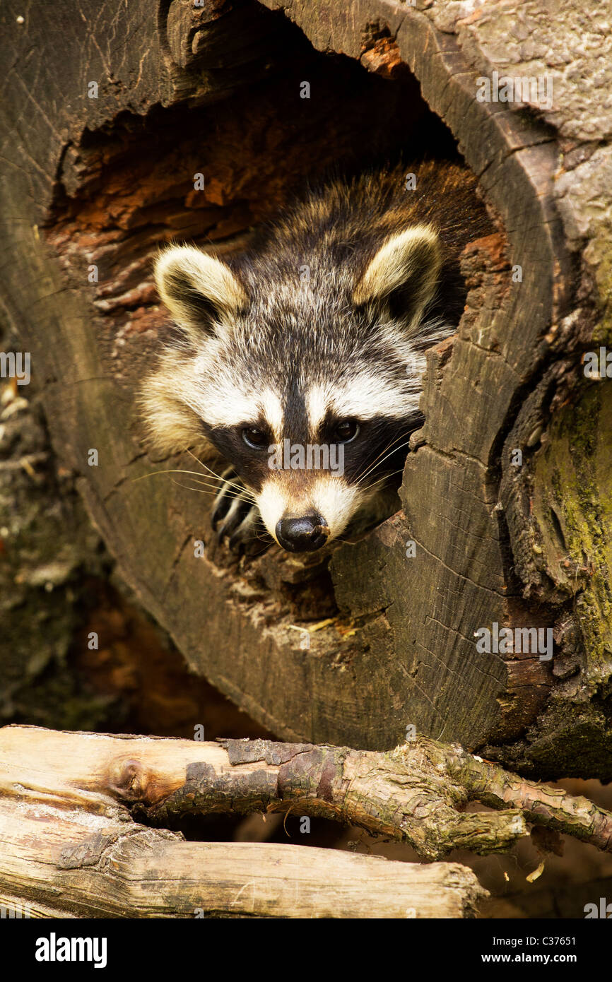Raccoon at home Stock Photo - Alamy