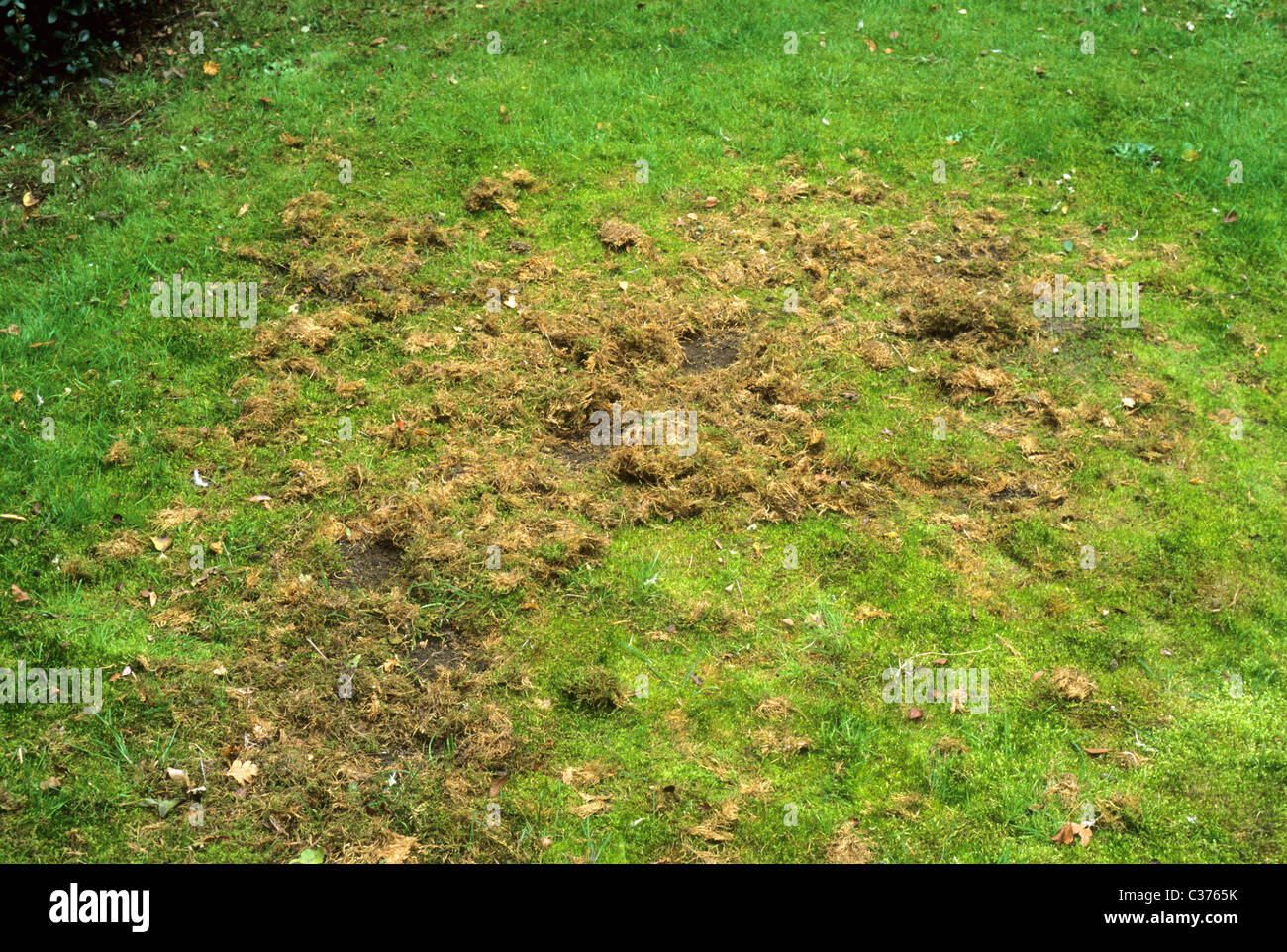 Moss growing in Lawn lawns garden disease diseases Stock Photo - Alamy