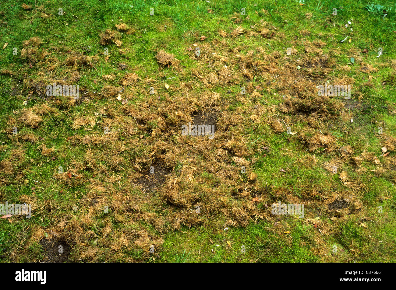 Moss growing in Lawn lawns garden disease diseases Stock Photo - Alamy