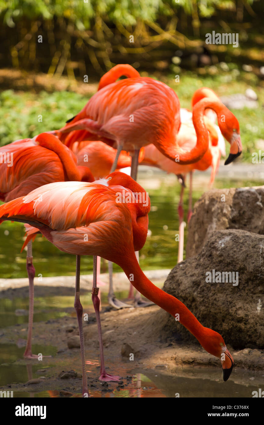 Flamingos at the Lake Stock Photo - Alamy