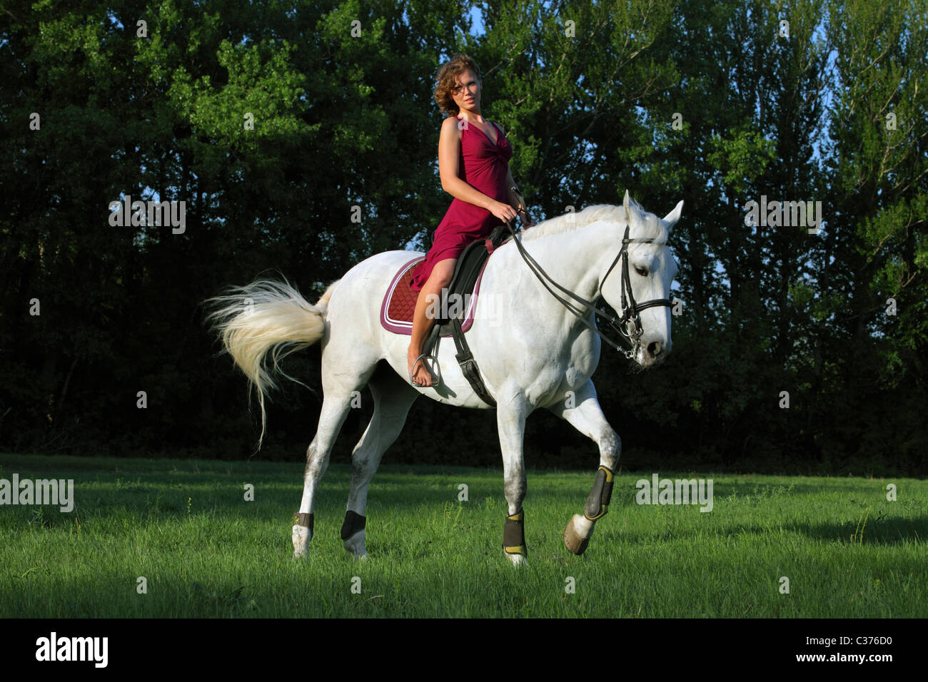 Beautiful girl rides a horse in evening woods Stock Photo - Alamy
