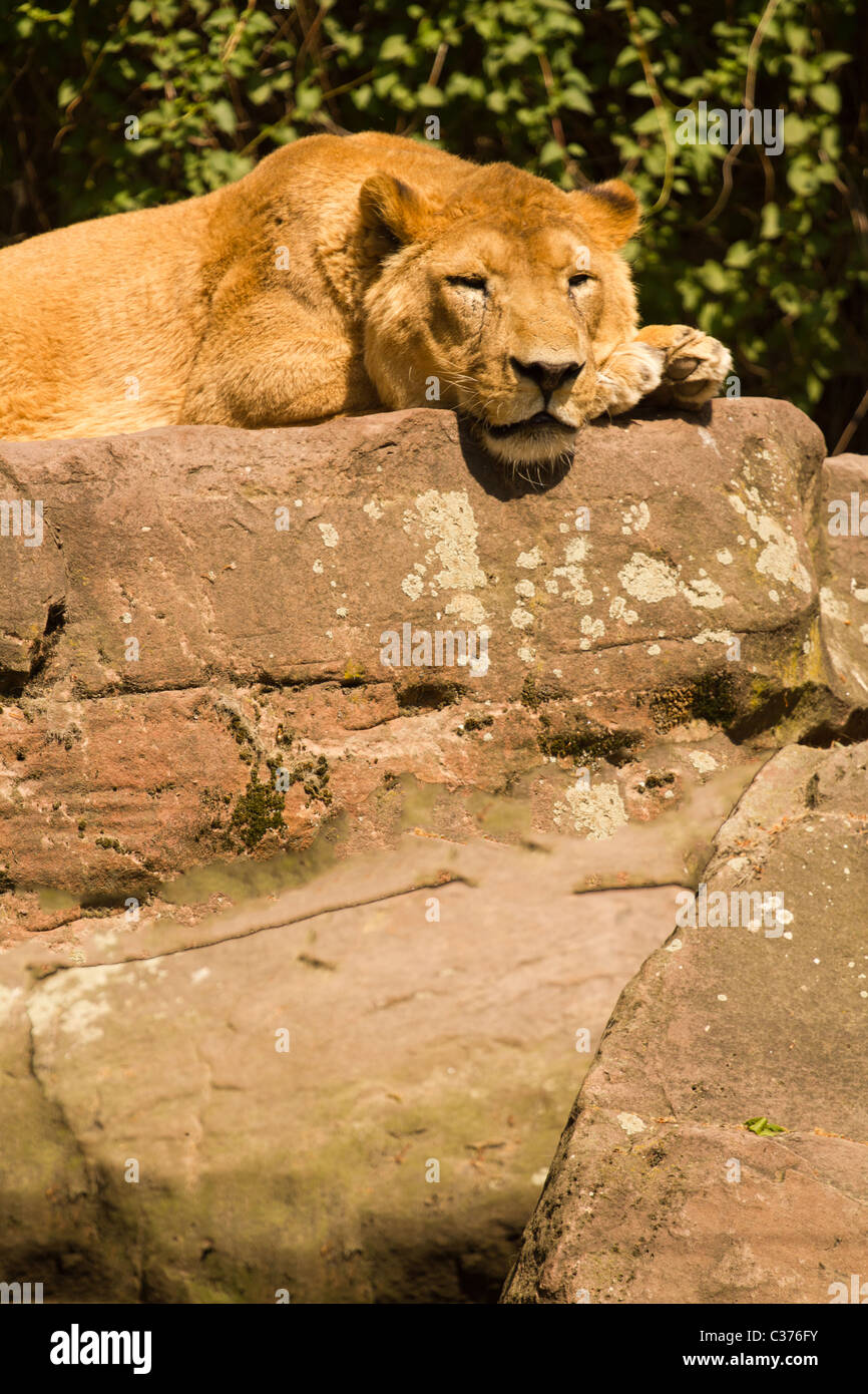 Yellow lioness hi-res stock photography and images - Alamy
