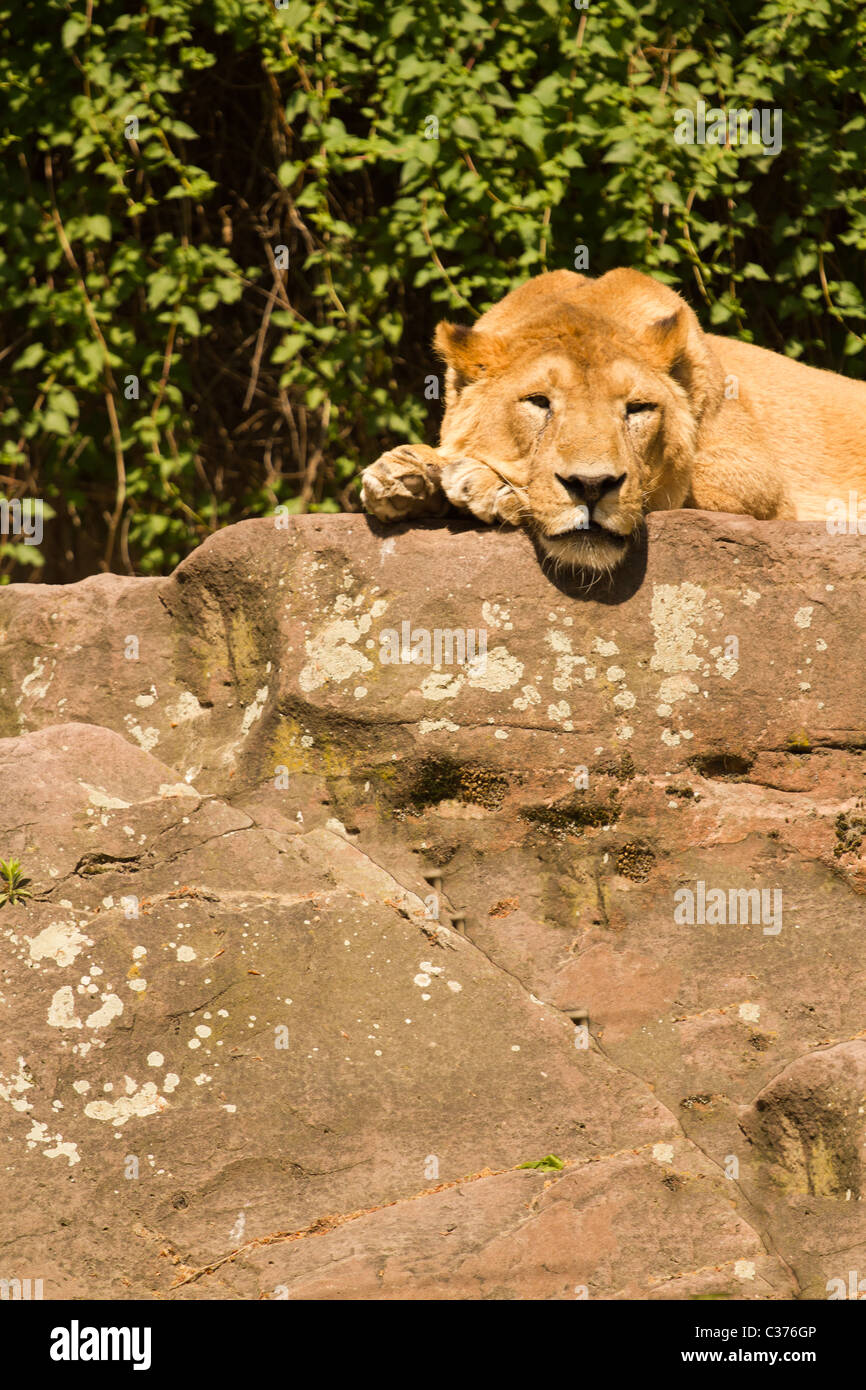 Yellow lioness hi-res stock photography and images - Alamy