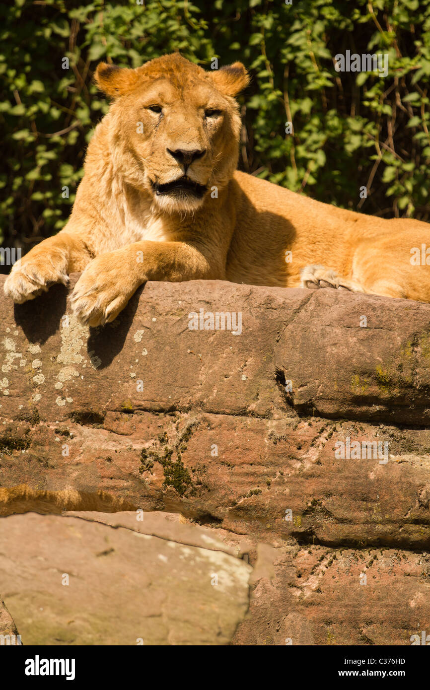 Yellow lioness hi-res stock photography and images - Alamy
