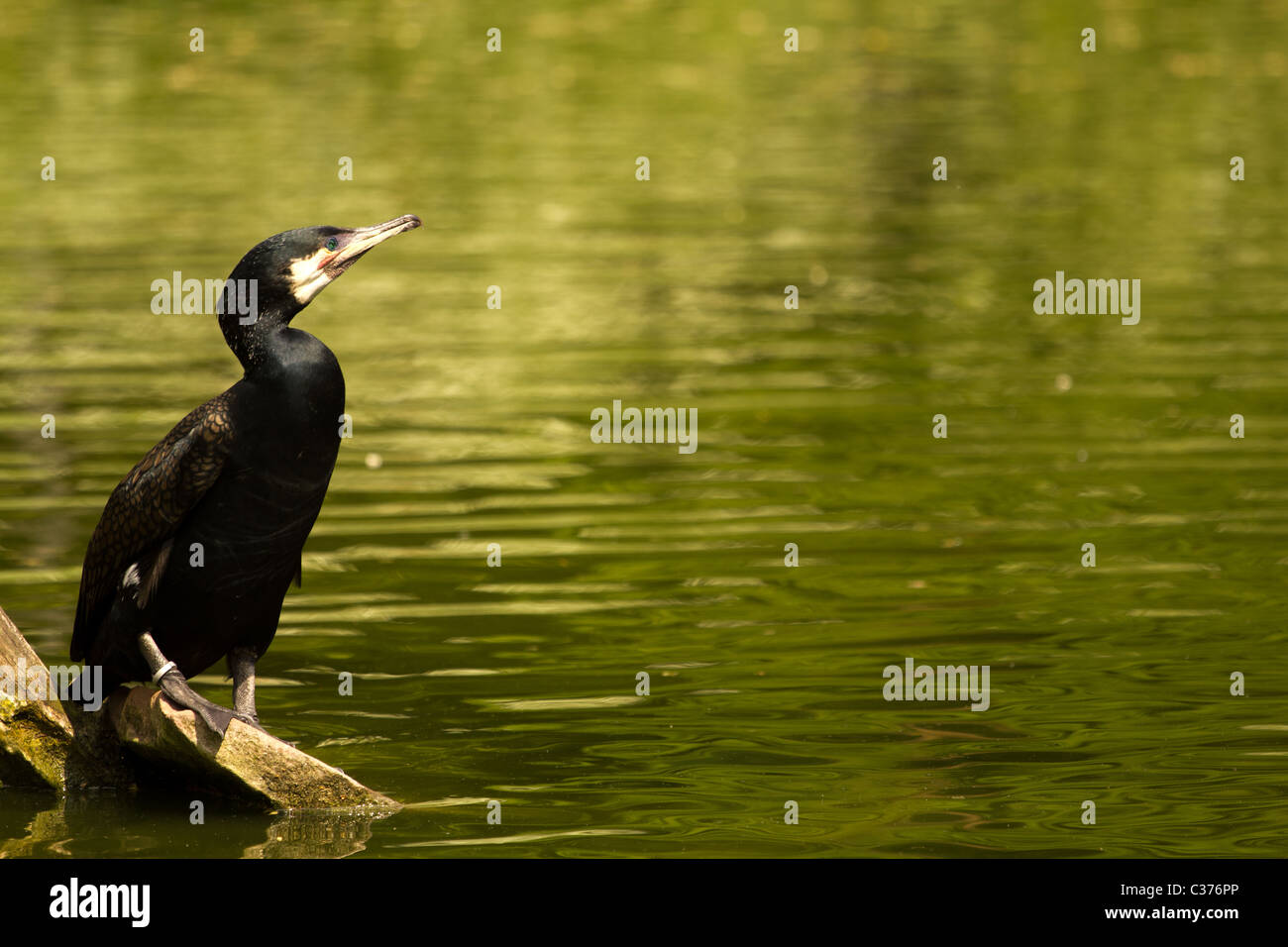 Birds at the Waterside Stock Photo - Alamy