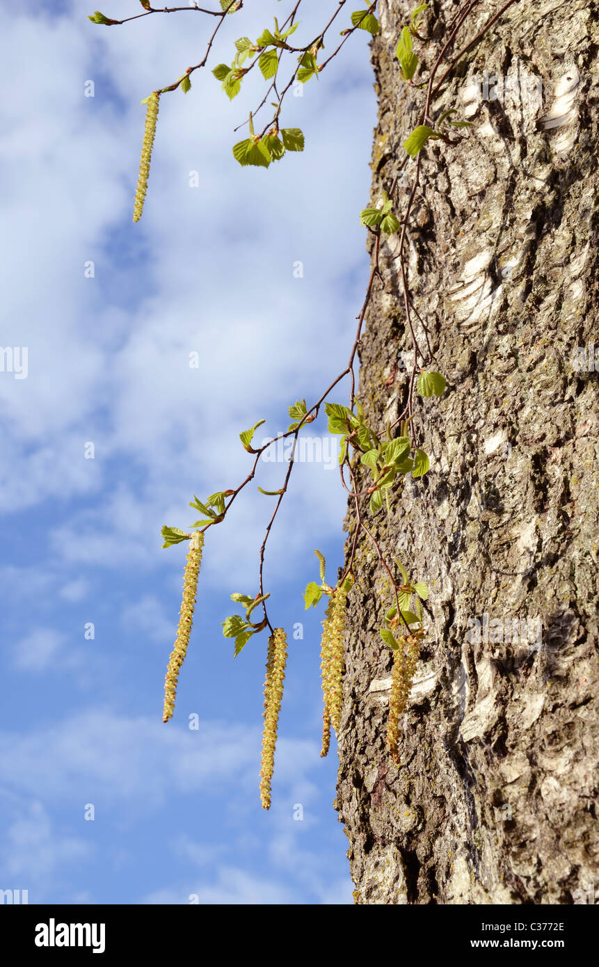 old birch lambs- tails in early spring Stock Photo - Alamy