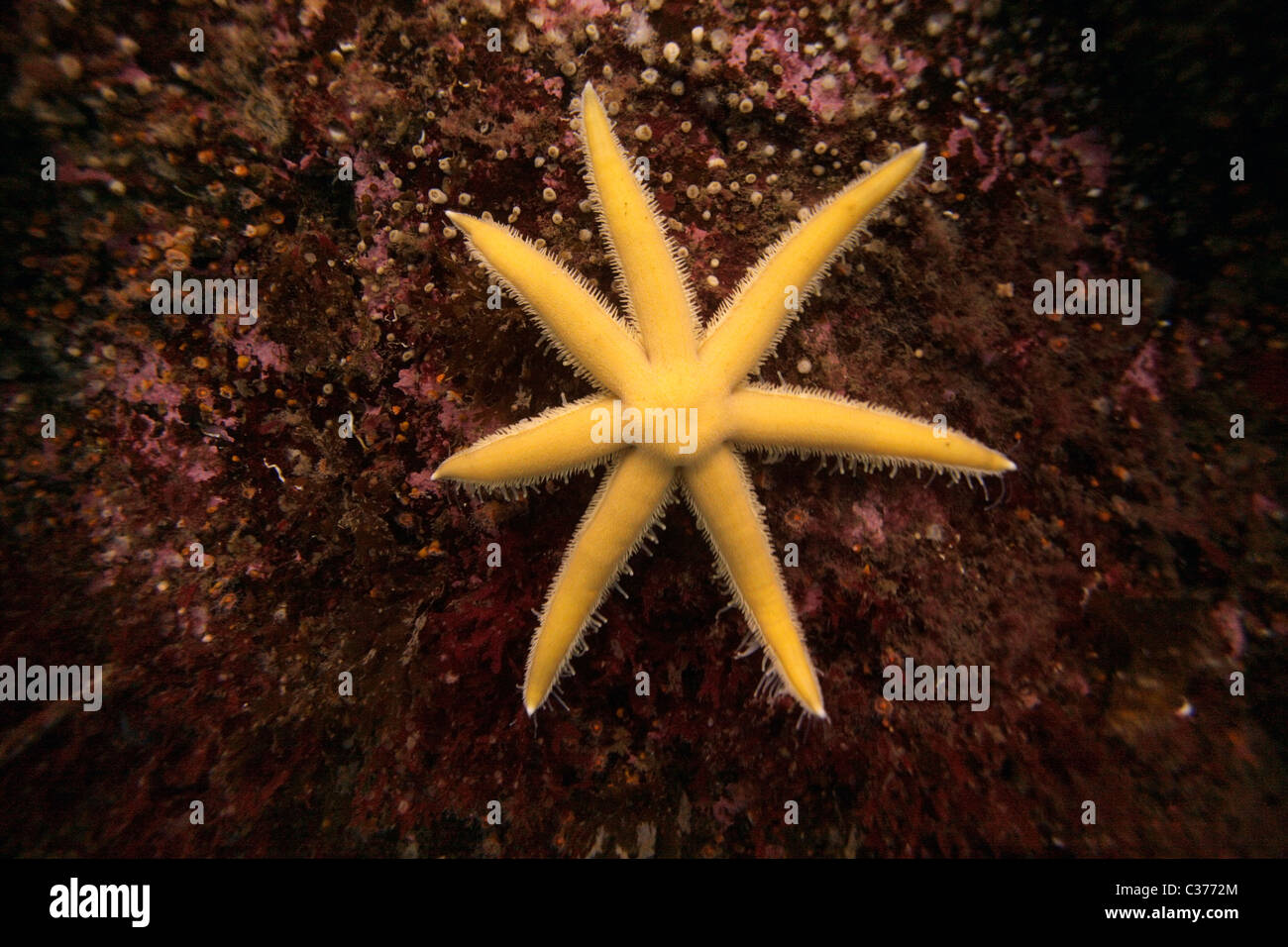 seven armed starfish. (Luidia ciliaris). Outer Hebrides, Scotland Stock ...