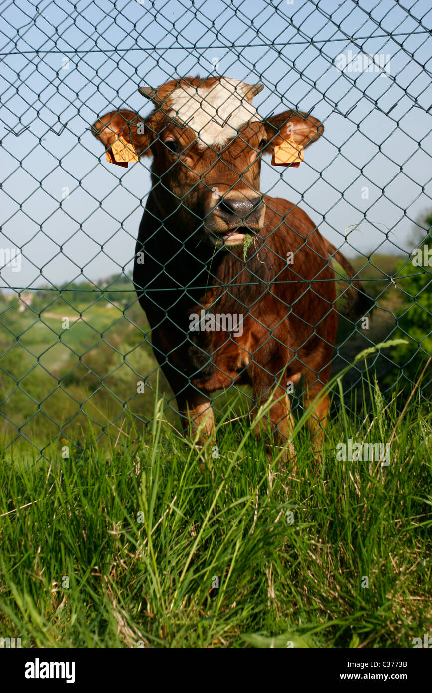 Vitello mangia campagna hi-res stock photography and images - Alamy