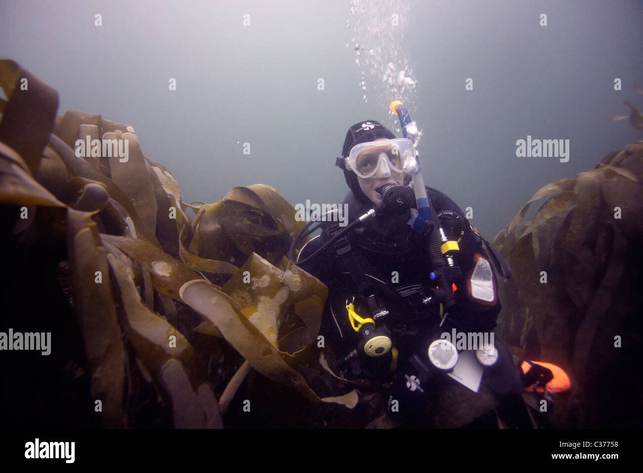 Female diver kelp hi-res stock photography and images - Alamy