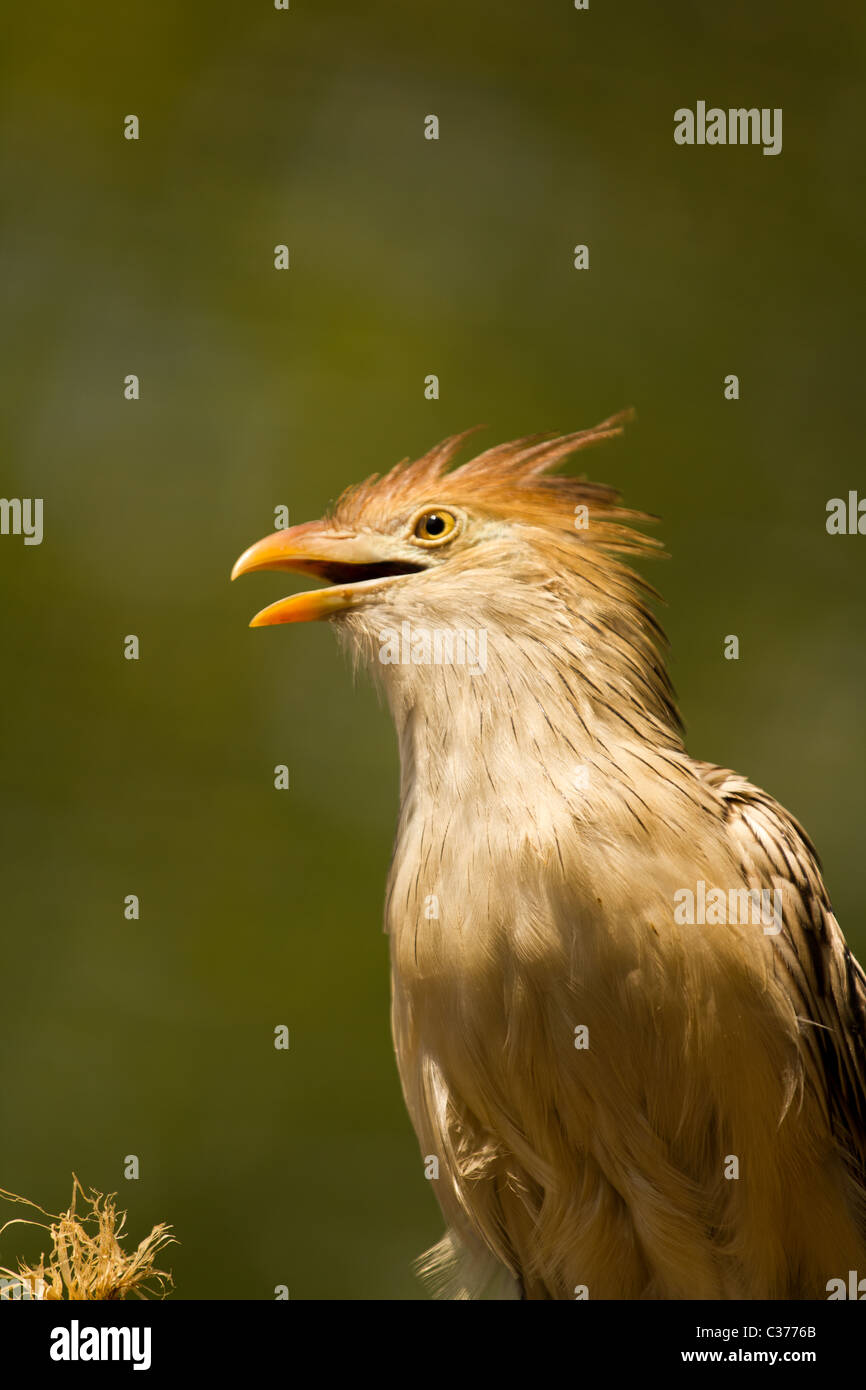Birds at the Waterside Stock Photo - Alamy
