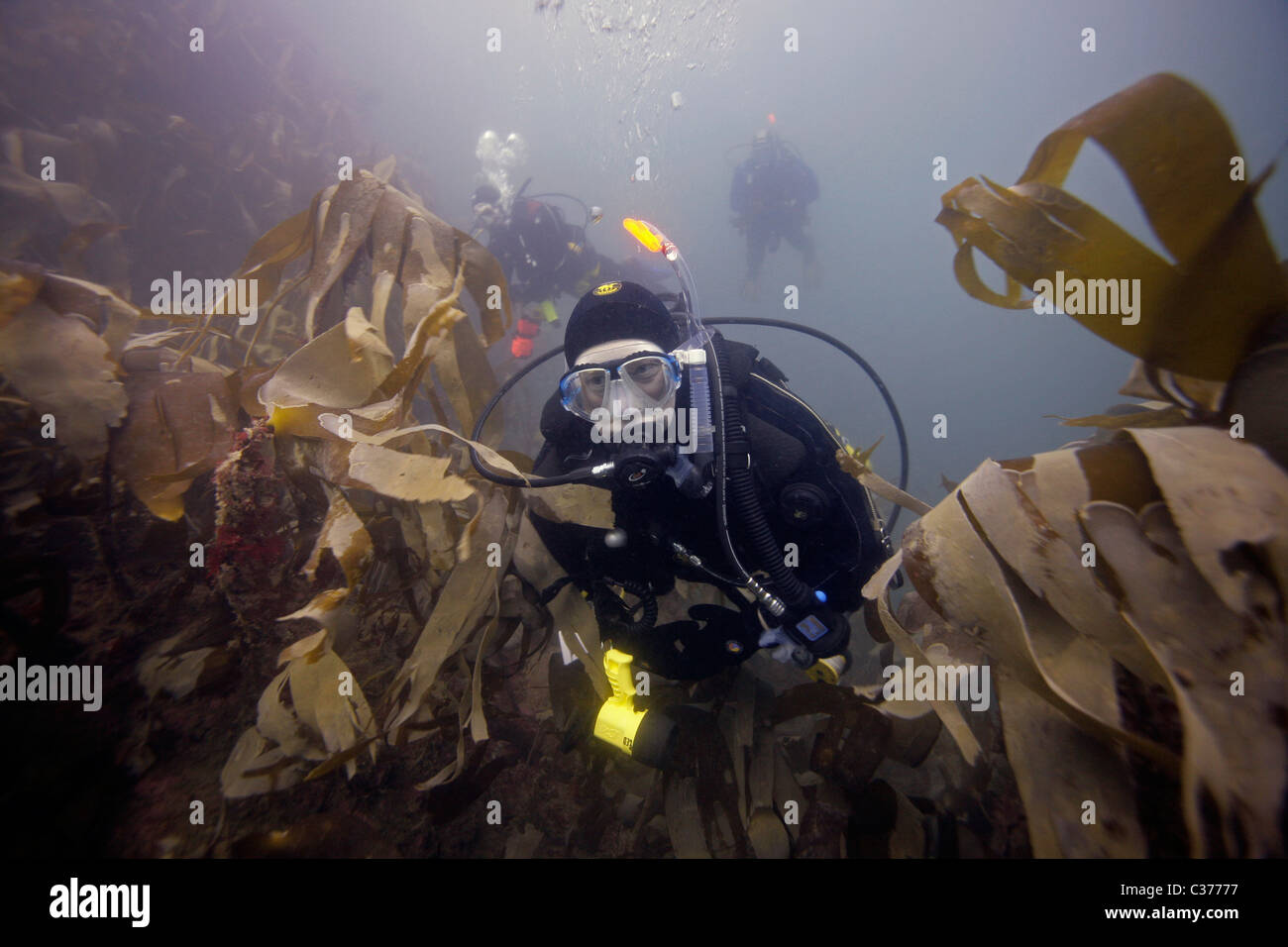 Kelp bed scotland hi-res stock photography and images - Alamy