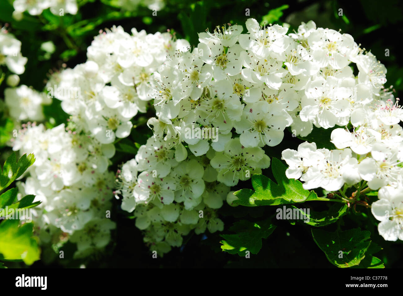 Hawthorn hedge detail hi-res stock photography and images - Alamy