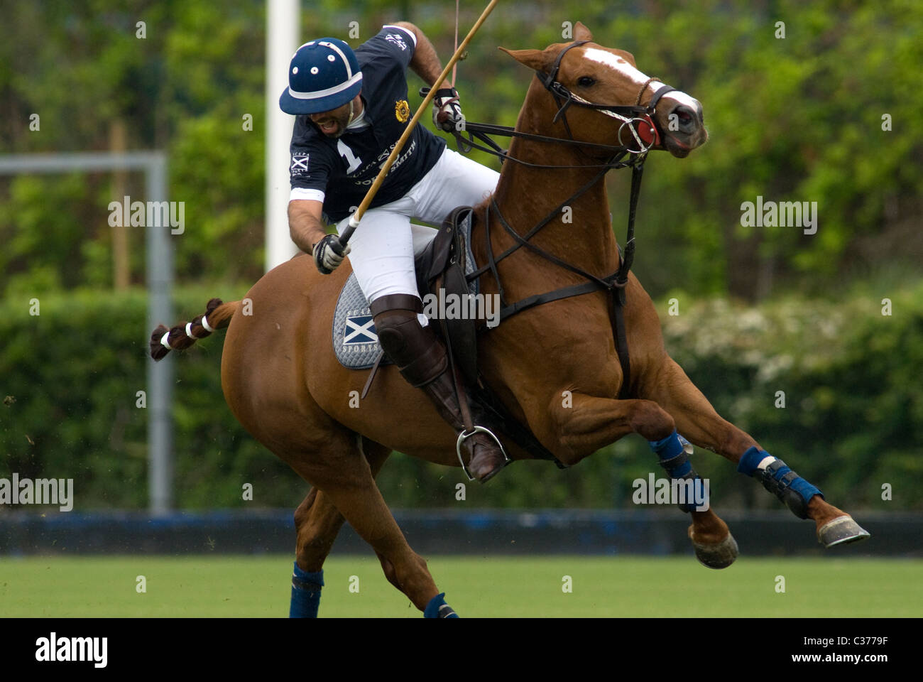 Polo player about to challenge for ball Stock Photo - Alamy