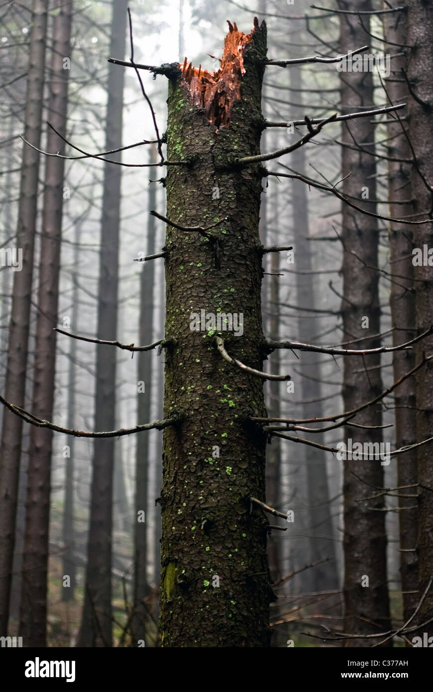 a single uncompleted trunk stands in the wood Stock Photo - Alamy
