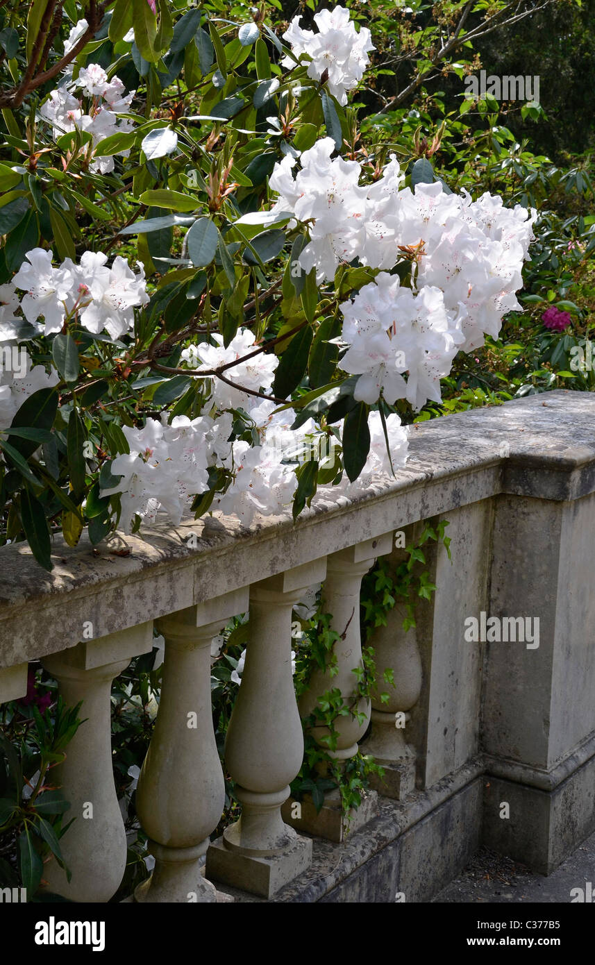 Rhododendron and balustrade hi-res stock photography and images - Alamy
