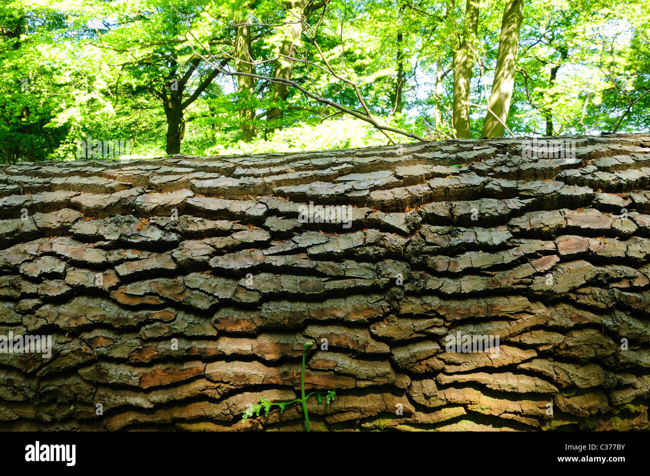English oak tree pedunculate trunk bark hi-res stock photography and ...