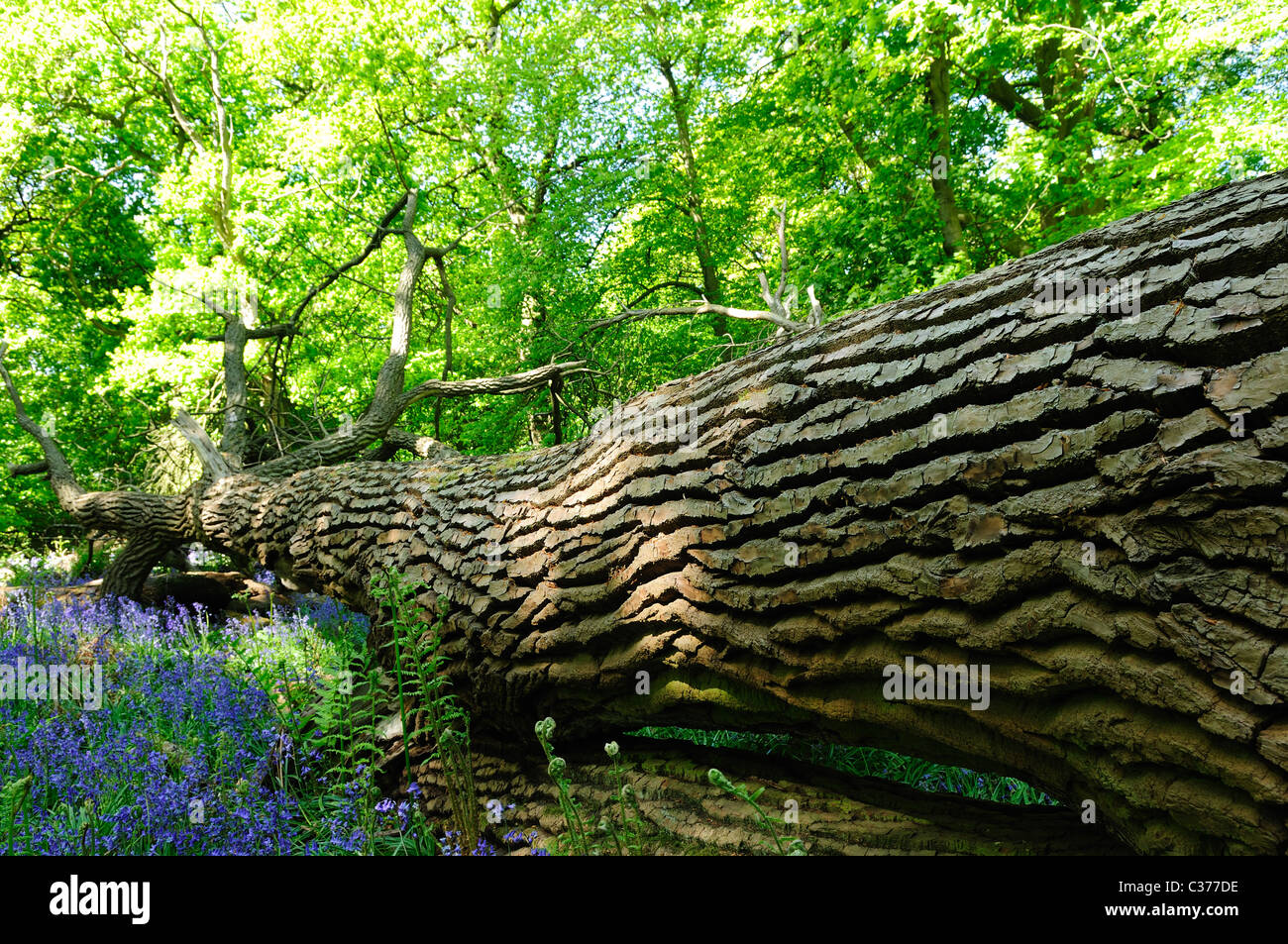 Fallen Oak In English Deciduous Woodland Stock Photo - Alamy