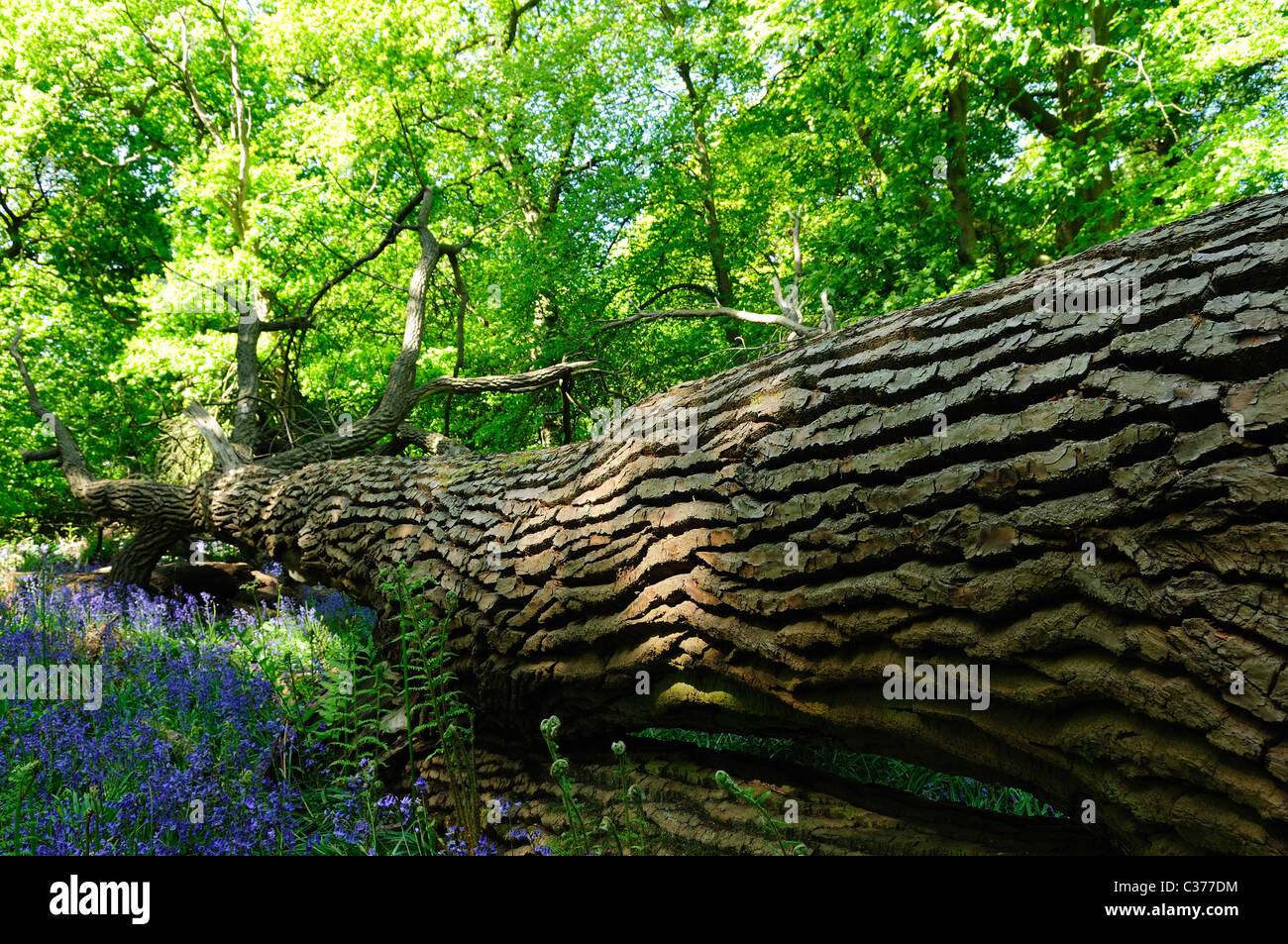 Fallen Oak In English Deciduous Woodland Stock Photo - Alamy
