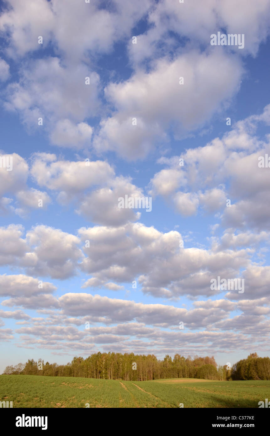 landscape with clouds and spring crop field Stock Photo - Alamy