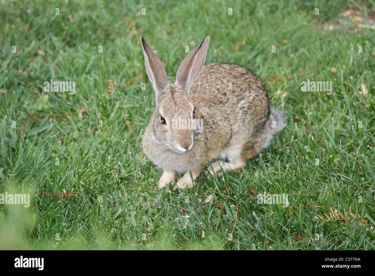 A Cottontail Rabbit resting on a grass lawn Stock Photo - Alamy