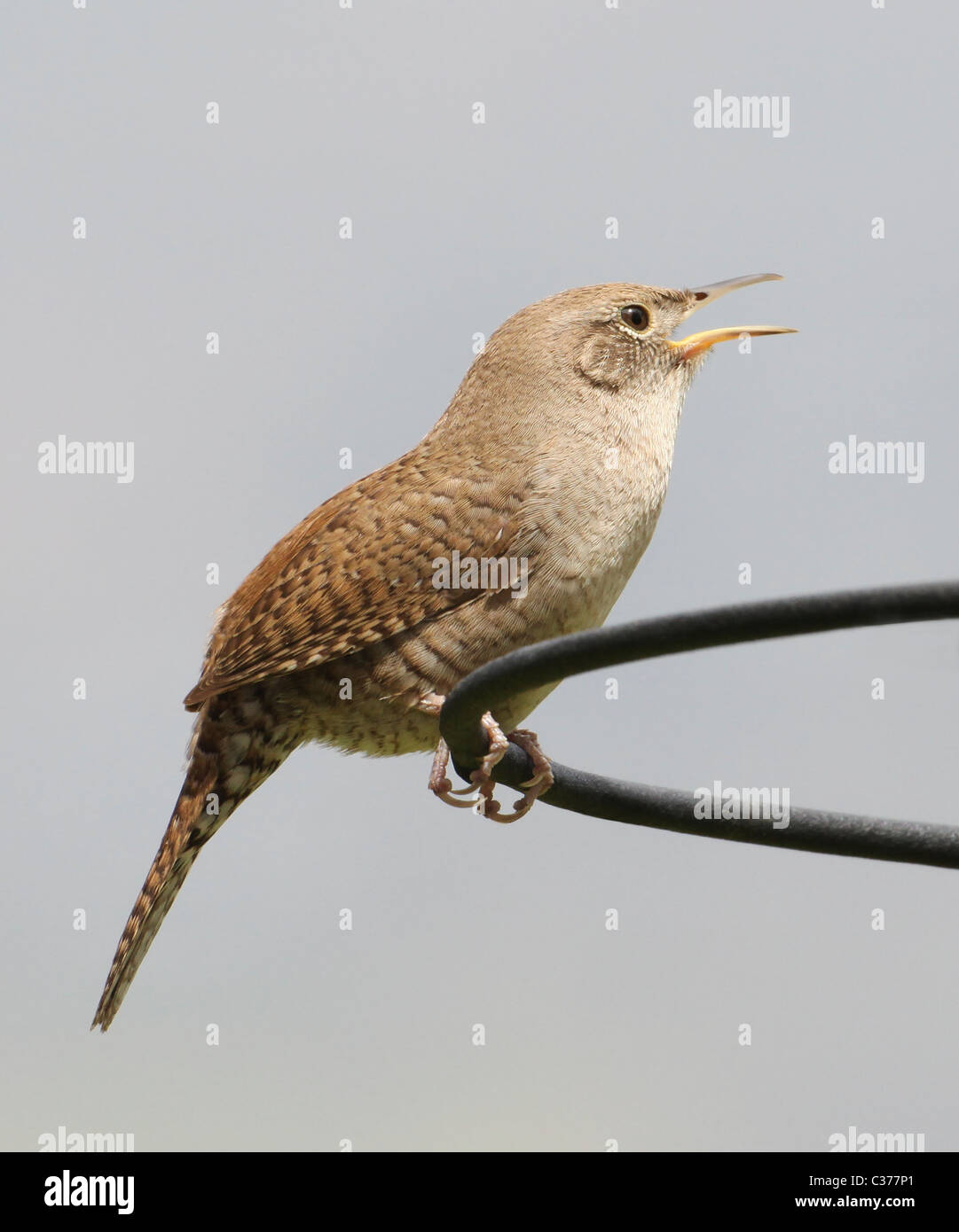 A Wren, singing his song, in search of a mate Stock Photo - Alamy