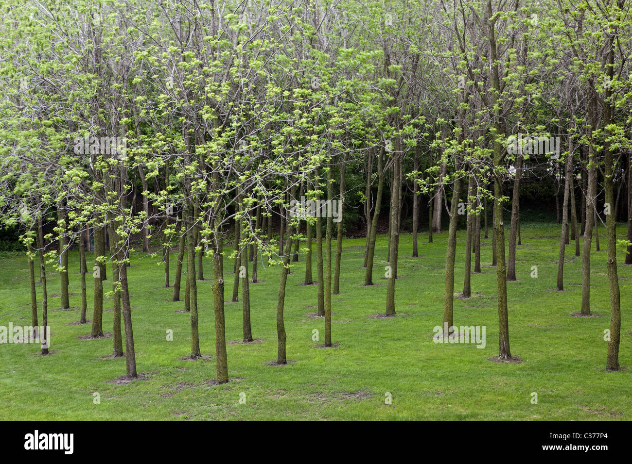 Stand of saplings in Spring Stock Photo - Alamy
