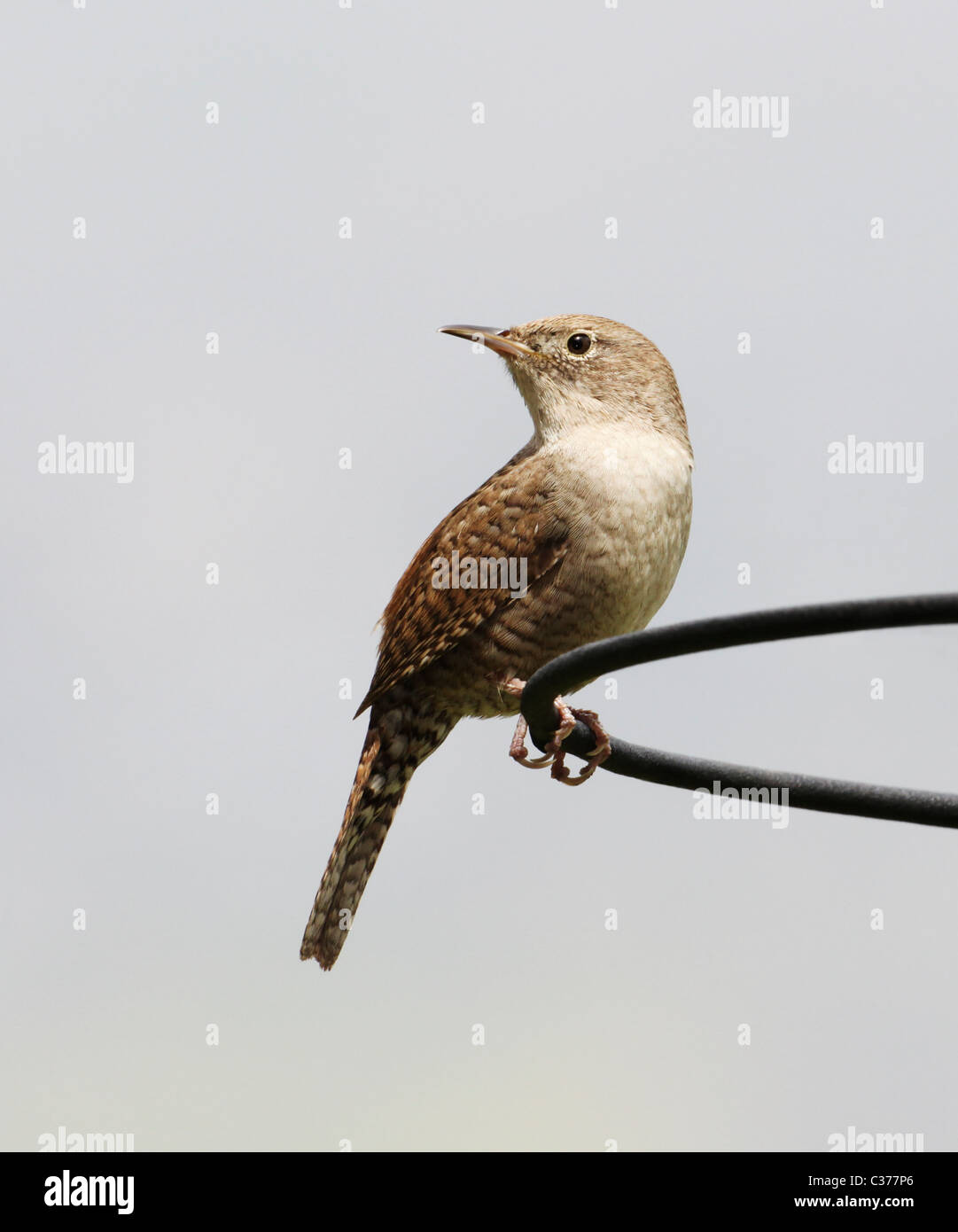 A Wren, sings to attract a mate, then watches to see if one should come ...