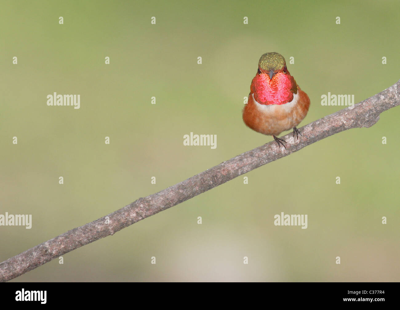Allen's Hummingbird, all fluffed up and with gorget shining Stock Photo ...