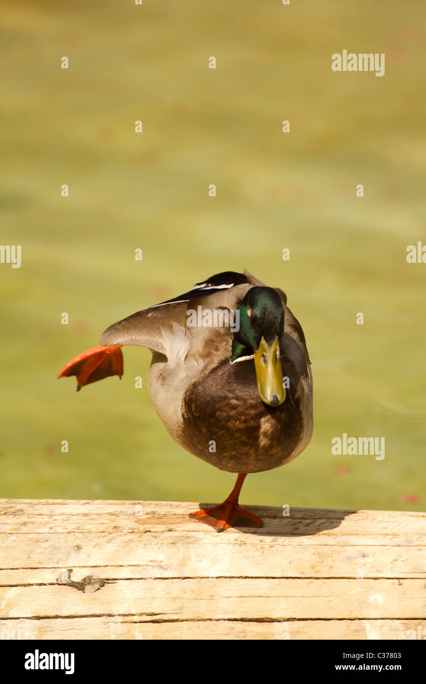 Ducks and Ducklings in a Lake in Summer Stock Photo - Alamy