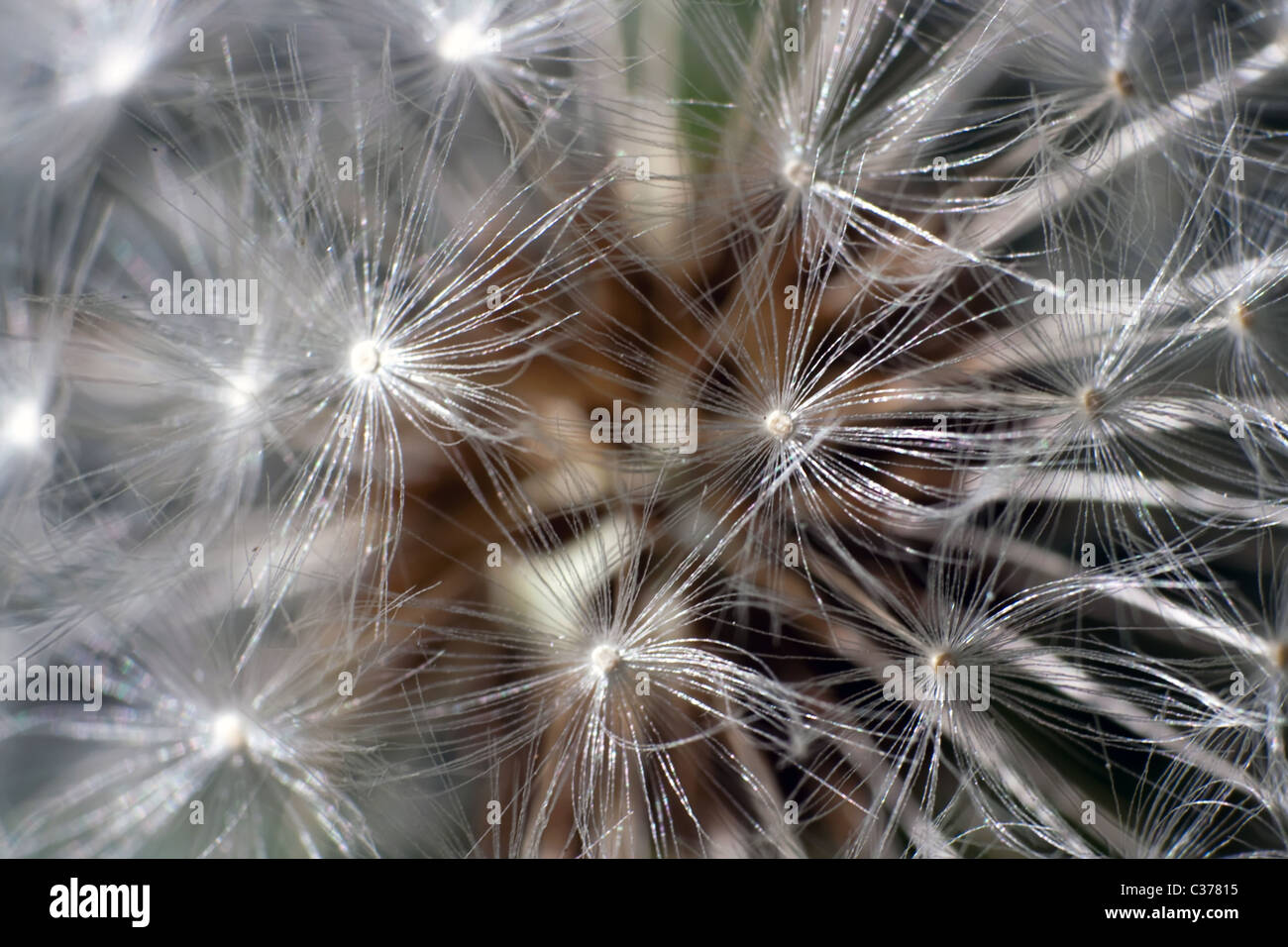 Close-up of a puff's flower background Stock Photo - Alamy
