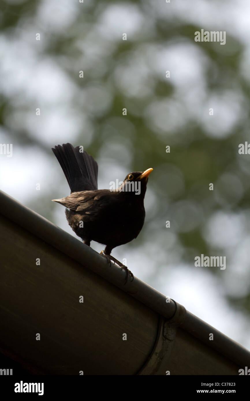 Bird at the Lakes Edge Stock Photo - Alamy